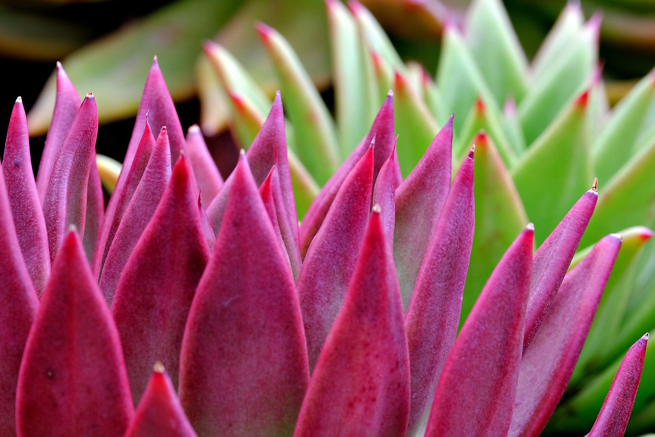 Succulent Flora Flower - Free photo on Pixabay - Pixabay