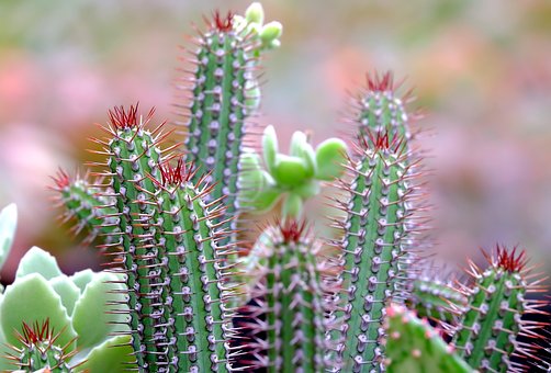 Cactus Flora Flower - Free photo on Pixabay