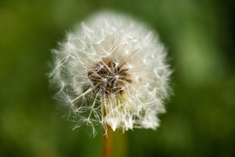 Flower Nature Dandelion Free Photo On Pixabay Pixabay flower-nature-dandelion-free-photo-on-pixabay-pixabay
