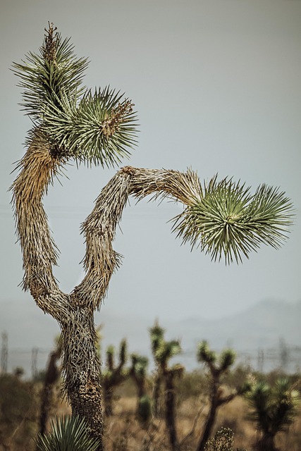 Cactus Nature - Free photo on Pixabay - Pixabay