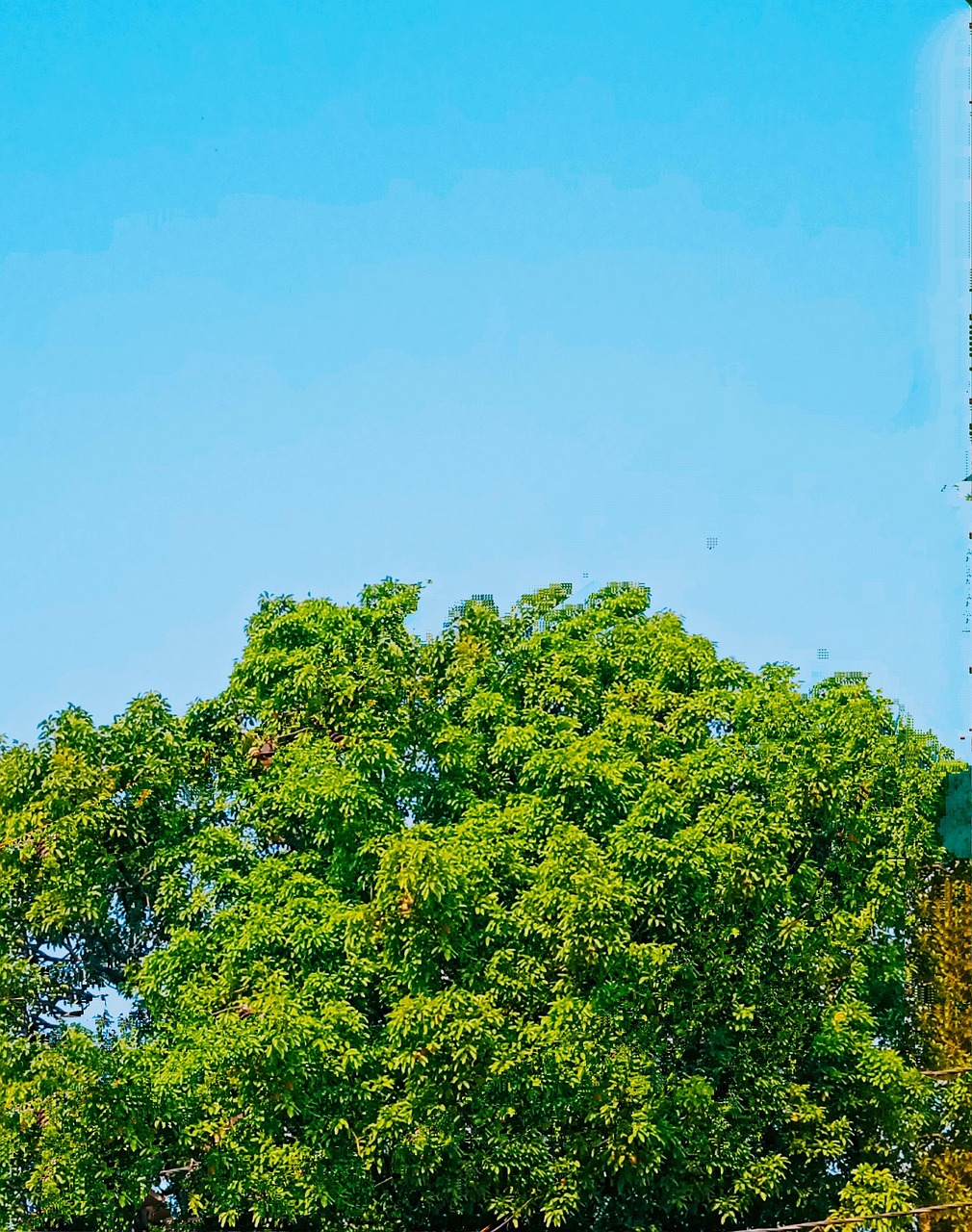 Ciel Bleu Arbre - Photo gratuite sur Pixabay - Pixabay