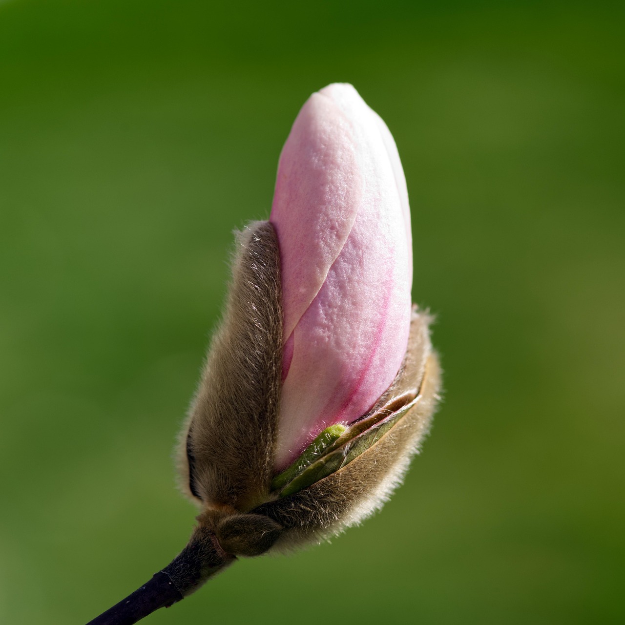 Magnolia Flowerbud Flower - Free photo on Pixabay - Pixabay
