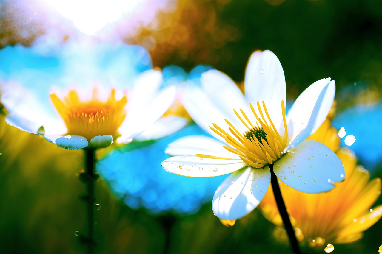 White Flowers Spring - Free image on Pixabay