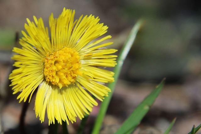 Coltsfoot Flower Floral - Free photo on Pixabay