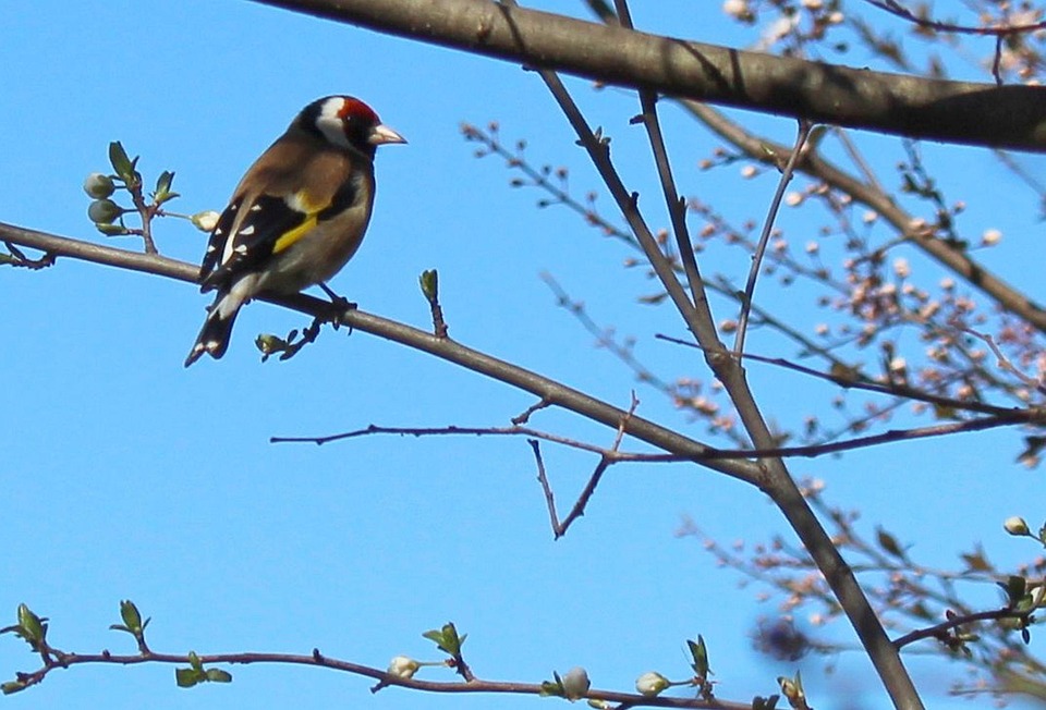 Goldfinch Bird Nature - Free photo on Pixabay