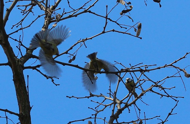 Payudara Besar Dada Burung - Foto gratis di Pixabay - Pixabay