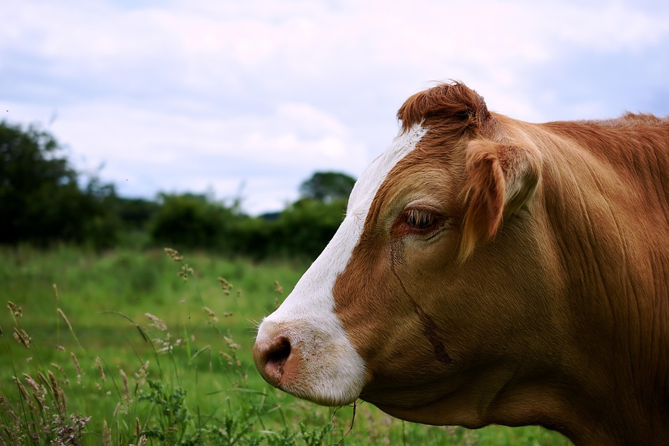Cow Mammal Dairy - Free photo on Pixabay - Pixabay