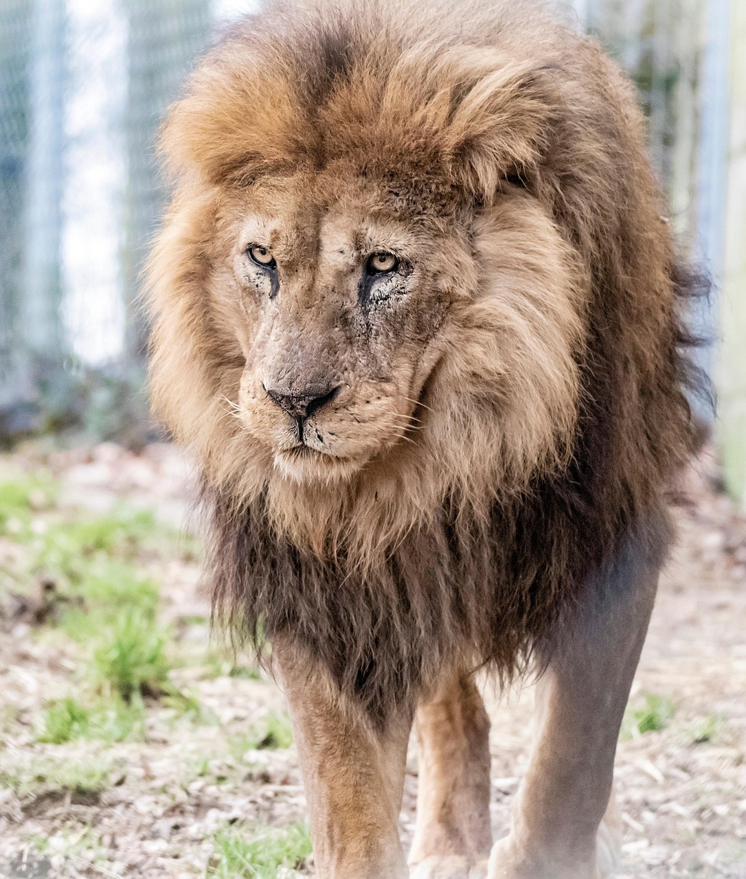 Lion Animal - Photo gratuite sur Pixabay - Pixabay