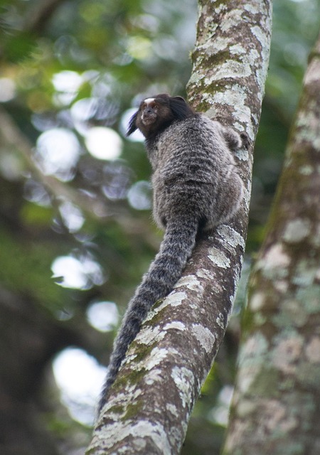 Sagui Pequeno Macaco Árvore - Foto gratuita no Pixabay - Pixabay