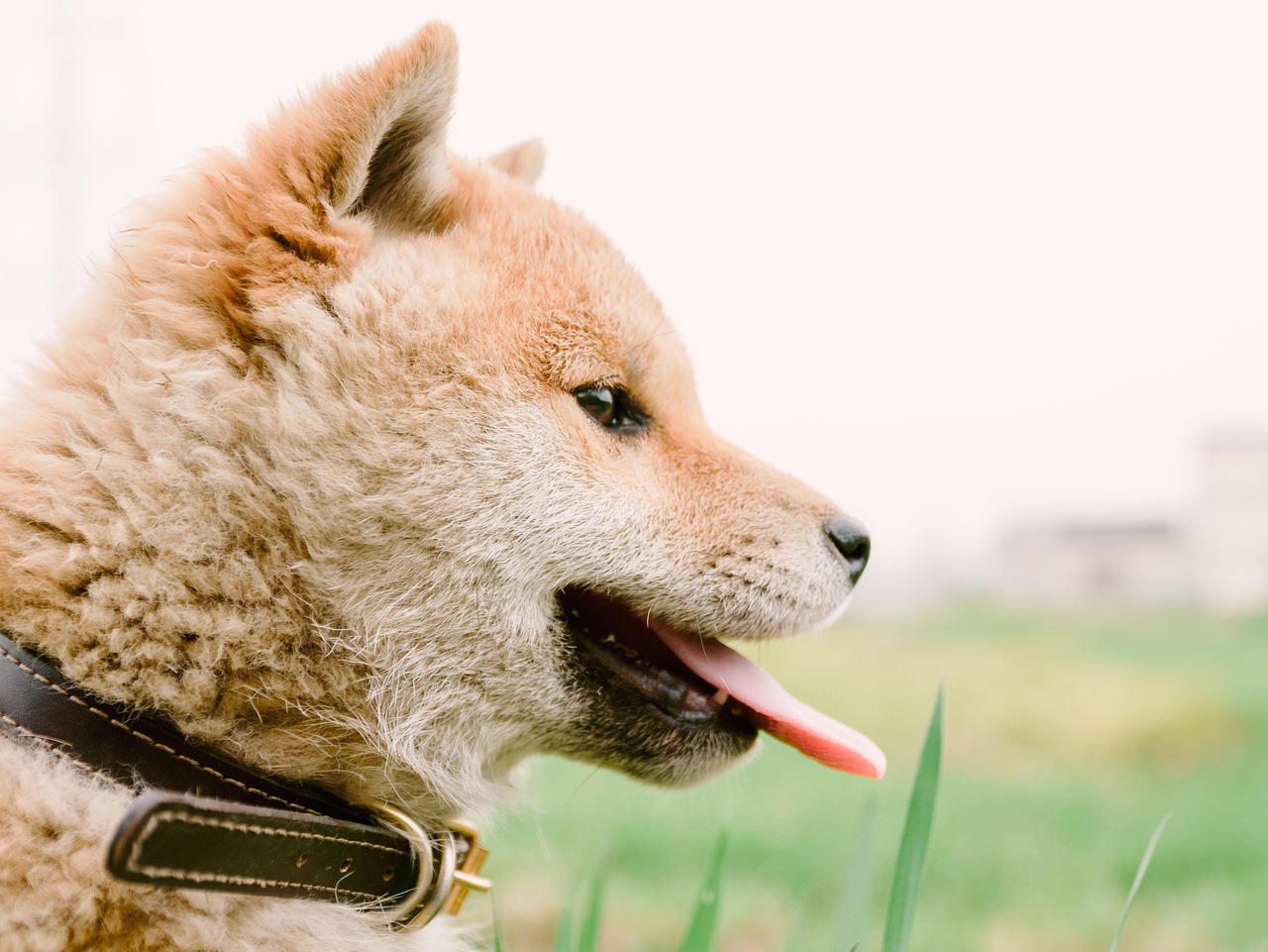 Shiba Mignonne Inu Animal De - Photo gratuite sur Pixabay - Pixabay