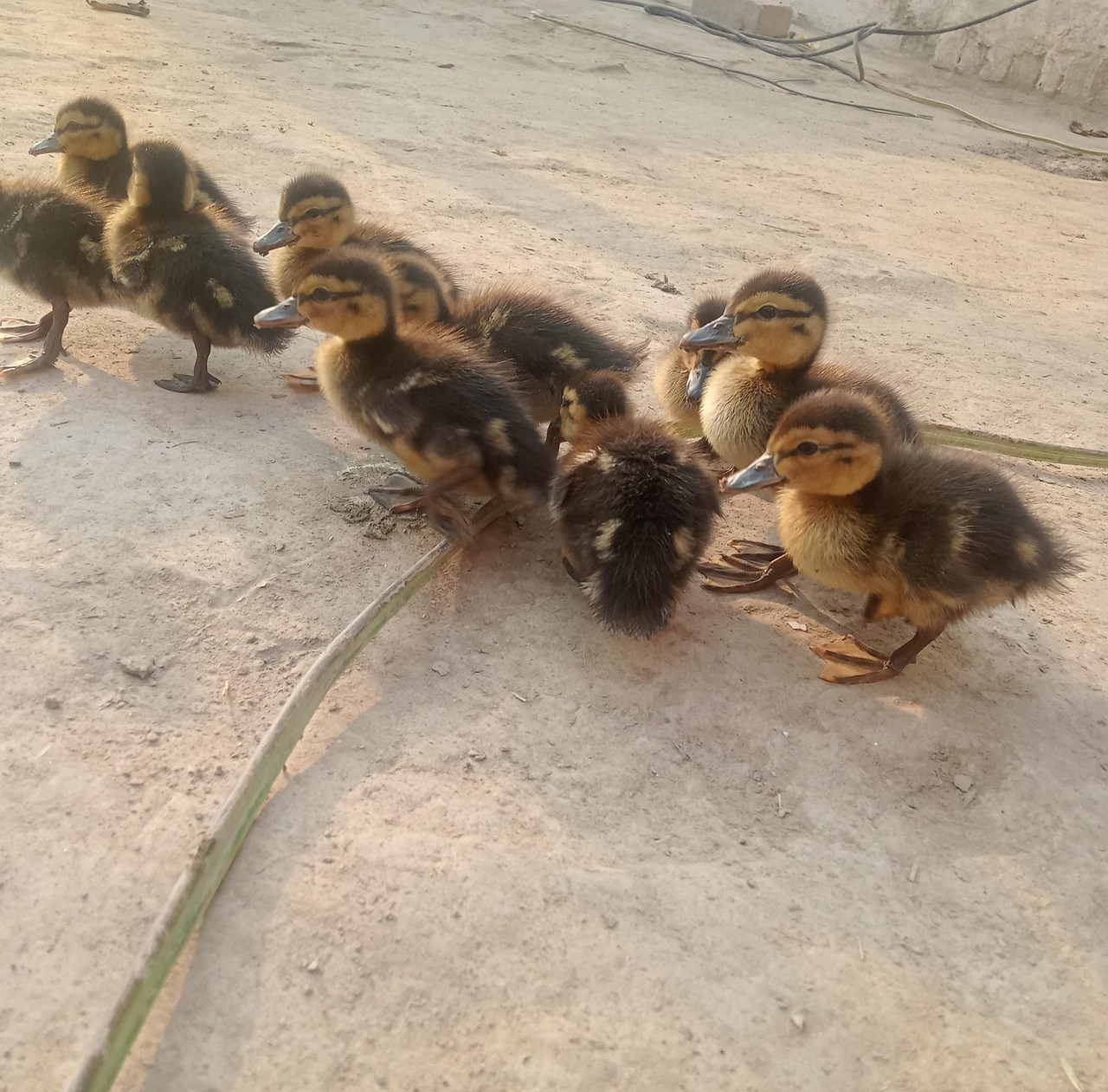 Ducks Chicks Hatc - Free photo on Pixabay - Pixabay