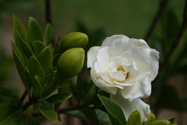 Flower Bloom Plant - Free photo on Pixabay