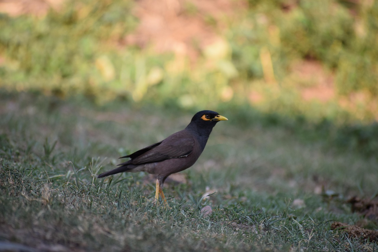 Burung Ilmu Beo Myna - Foto gratis di Pixabay - Pixabay