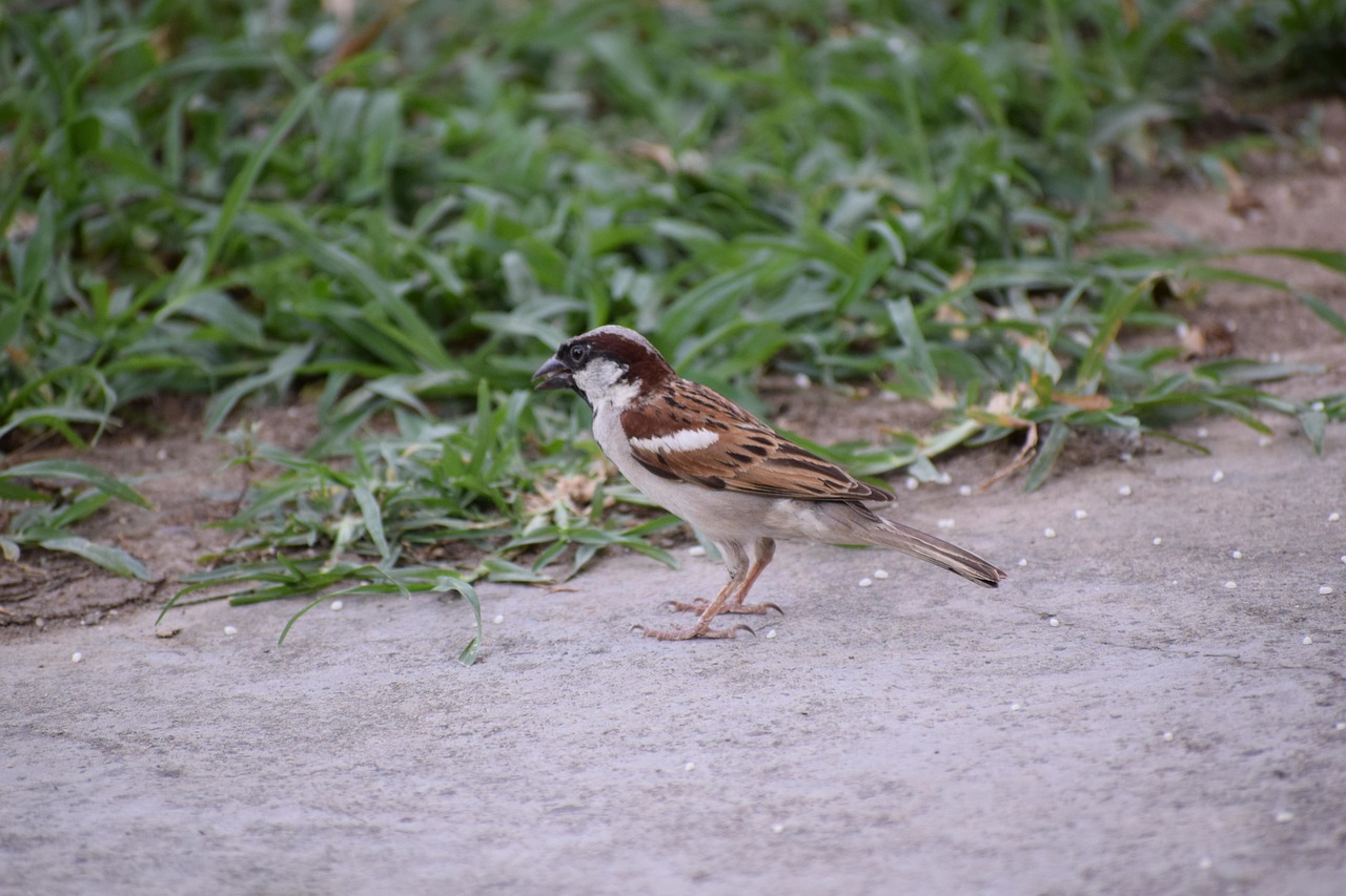 House Sparrow Bird - Free photo on Pixabay - Pixabay