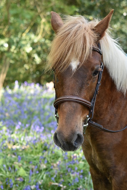 Horse Animal Equine - Free photo on Pixabay - Pixabay