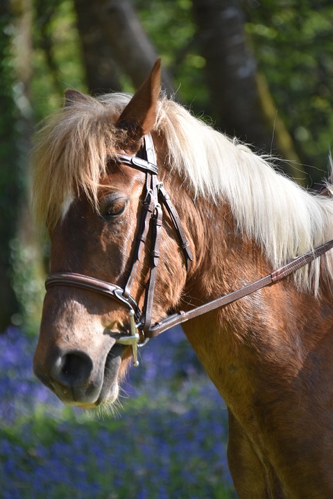 Pferd Pferde Reiten - Kostenloses Foto auf Pixabay