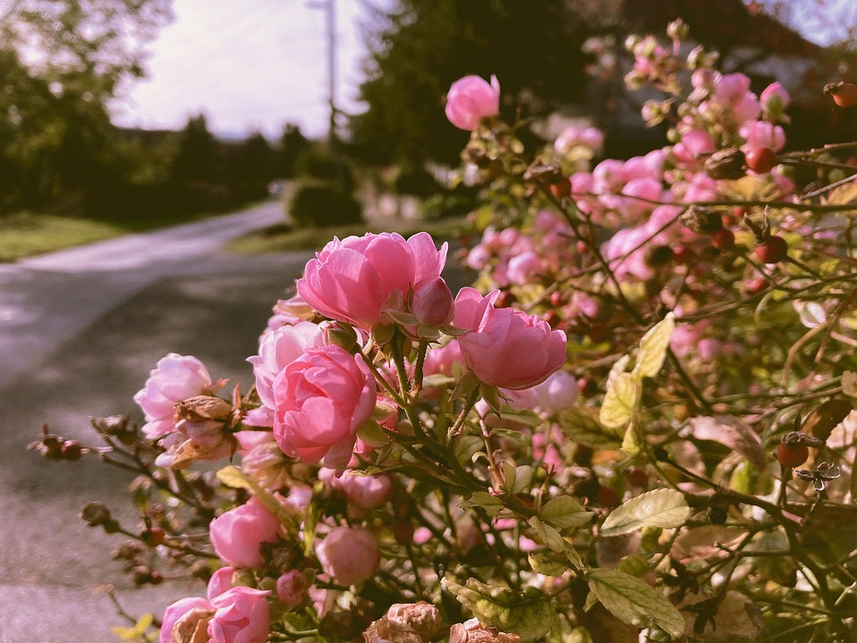 Blumen Wilde Rosen Straße - Kostenloses Foto auf Pixabay - Pixabay