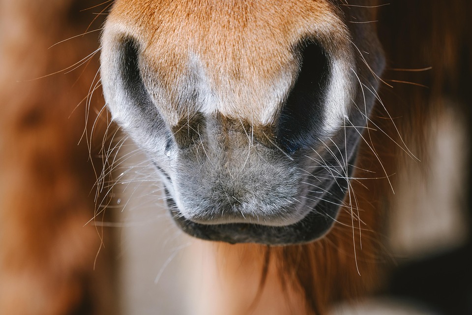 Horse Pony Animal - Free photo on Pixabay