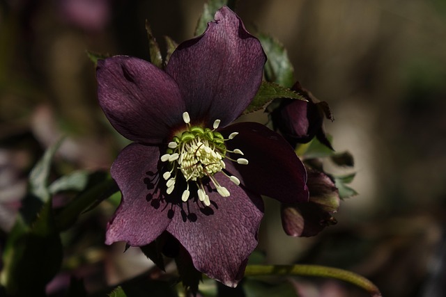 Helleborus Poisonous Plant Anemone - Free photo on Pixabay