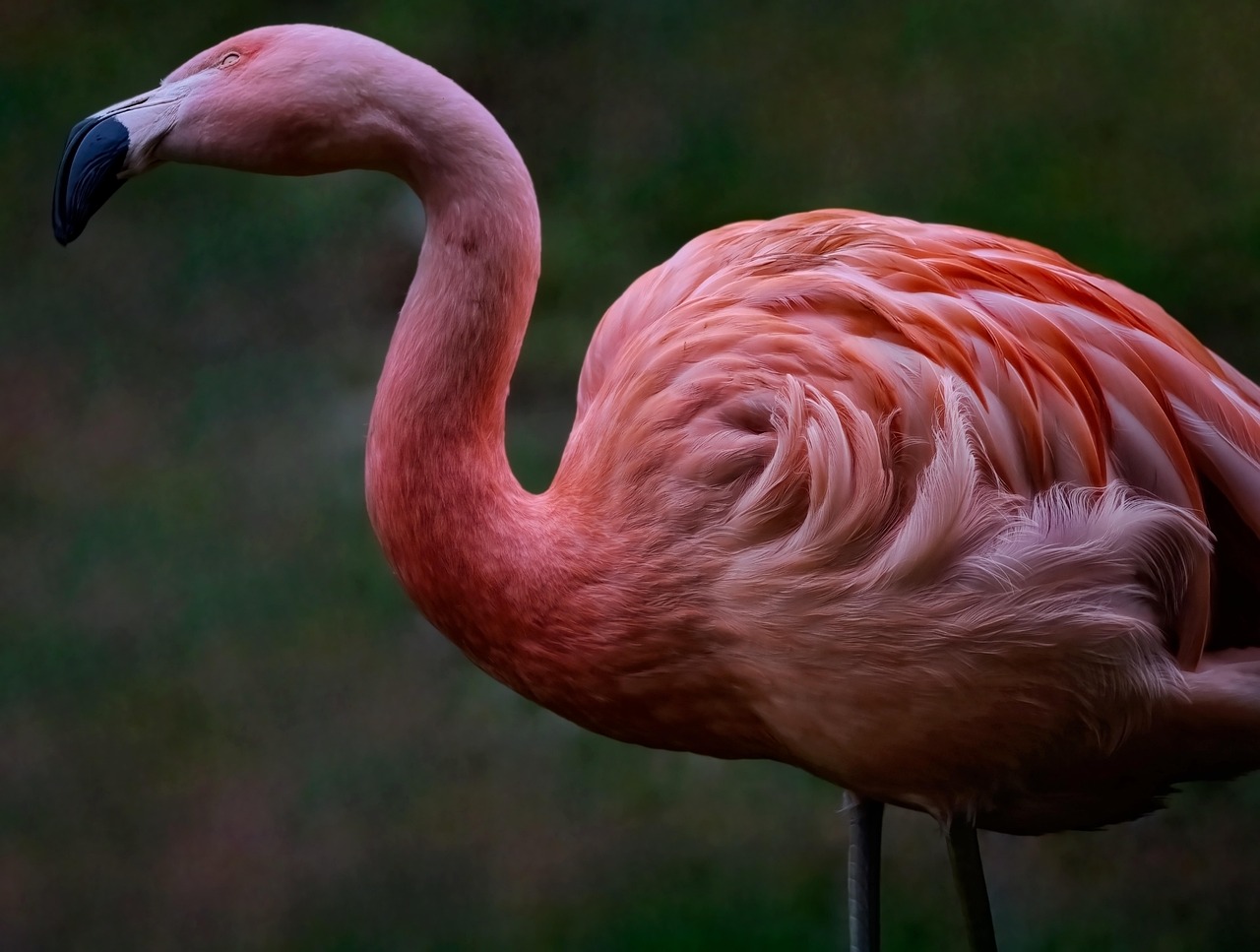 Vogel Flamingo Chilenischer - Kostenloses Foto auf Pixabay