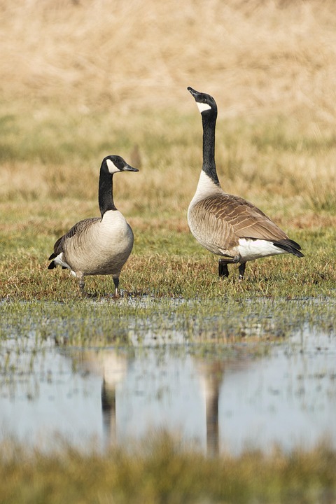 Canada Goose Bird - Free photo on Pixabay - Pixabay