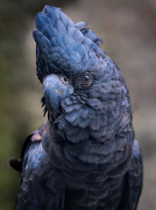 Cacatoès Oiseau Aviaire - Photo gratuite sur Pixabay