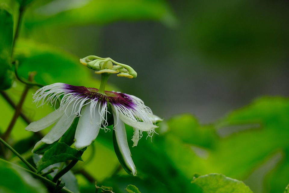 Passiflora Passion Flower Free Photo On Pixabay