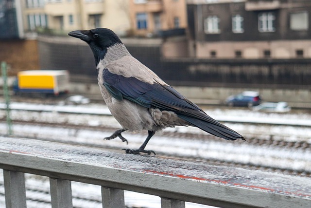 Hooded Crow Bird - Free photo on Pixabay - Pixabay