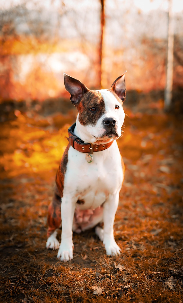 10,000+ Free American Staffordshire Terriere & Pitbull Images - Pixabay