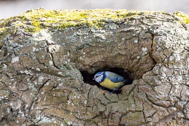 Blue Tit Knothole Tree - Free photo on Pixabay - Pixabay