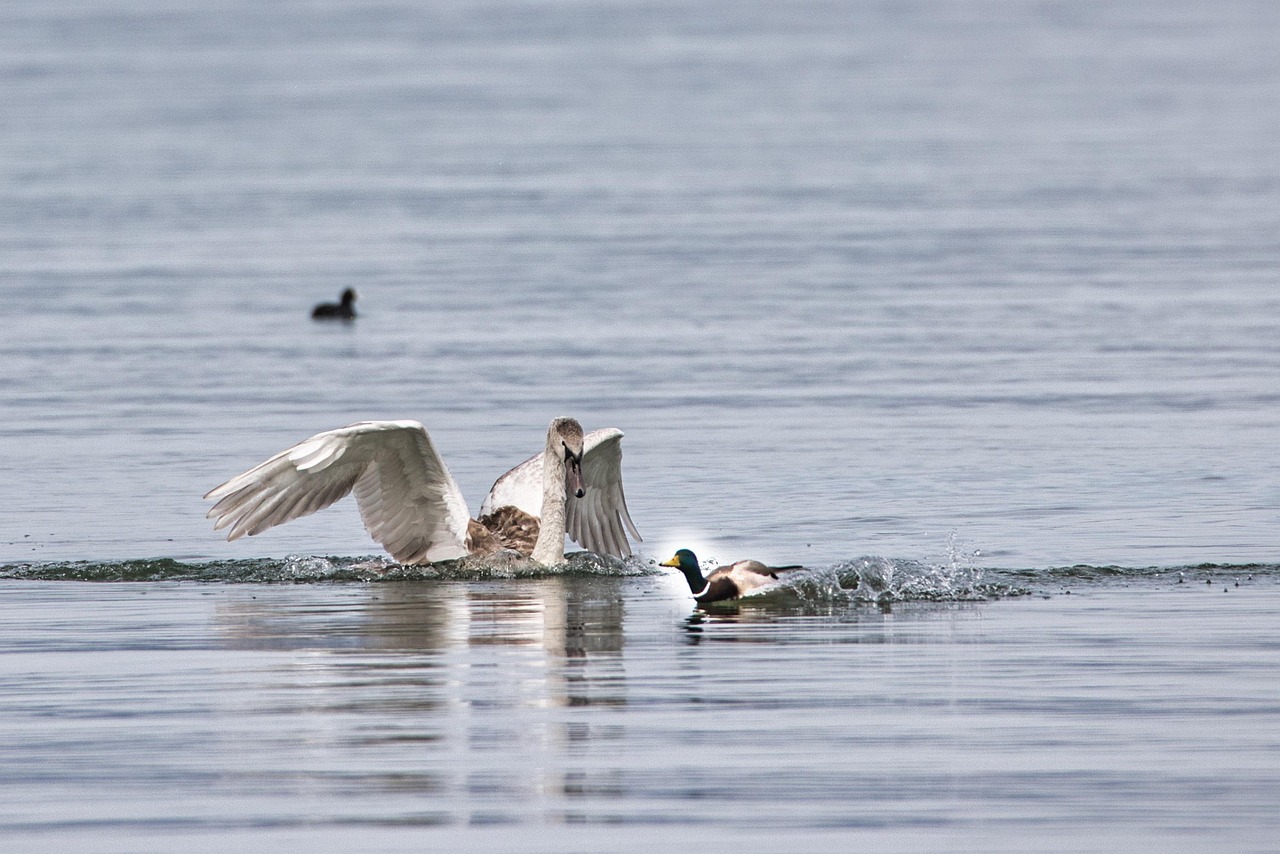 Cisne Joven Pato Lago - Foto gratis en Pixabay - Pixabay