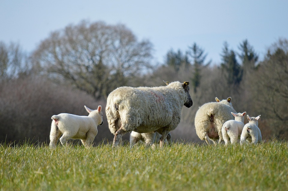 The Sheep Lambs Ewe - Free photo on Pixabay