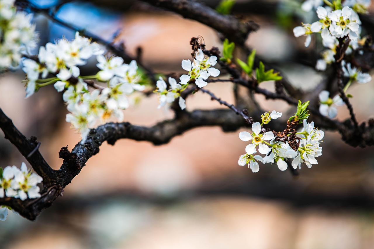 1,000+ Free Apricot & Apricot Tree Images - Pixabay
