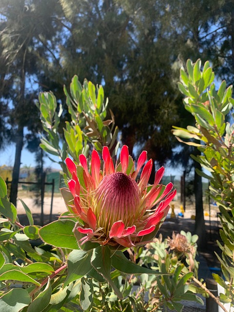 Protea Flor - Foto gratuita no Pixabay - Pixabay