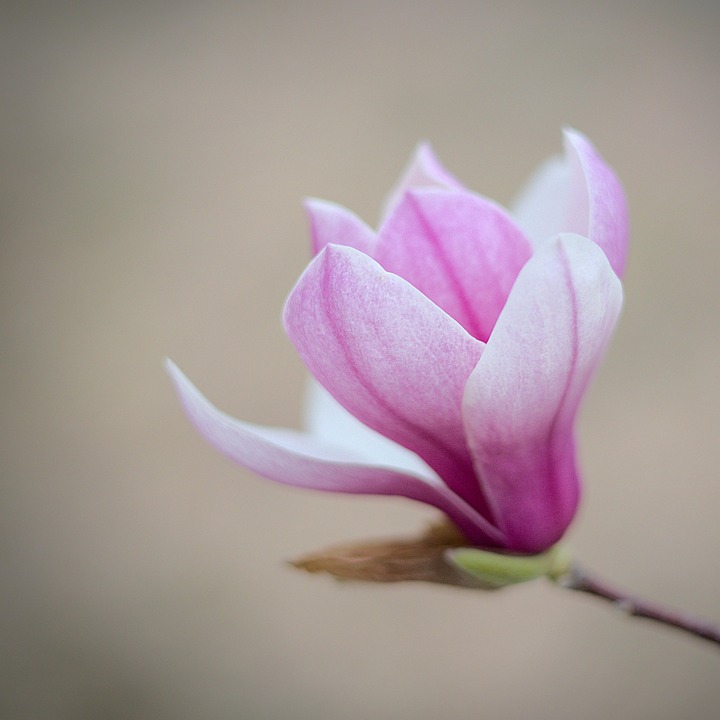 Magnolia Blossom Bloom - Free photo on Pixabay