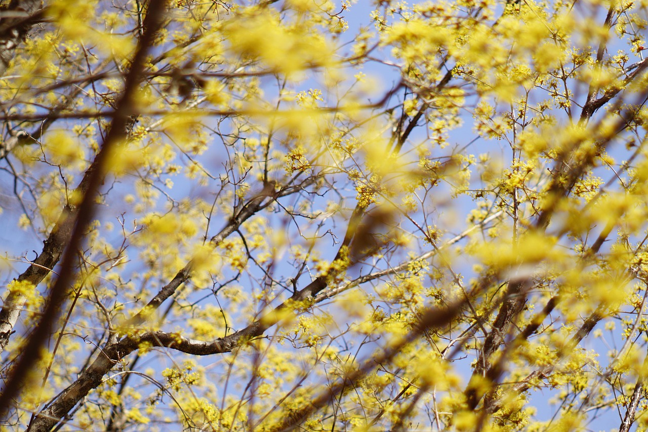 Yellow Flowers Natural Spring - Free photo on Pixabay - Pixabay