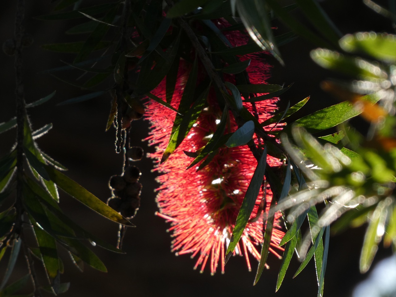 Australia Flor Australiana Hermosa - Foto gratis en Pixabay - Pixabay