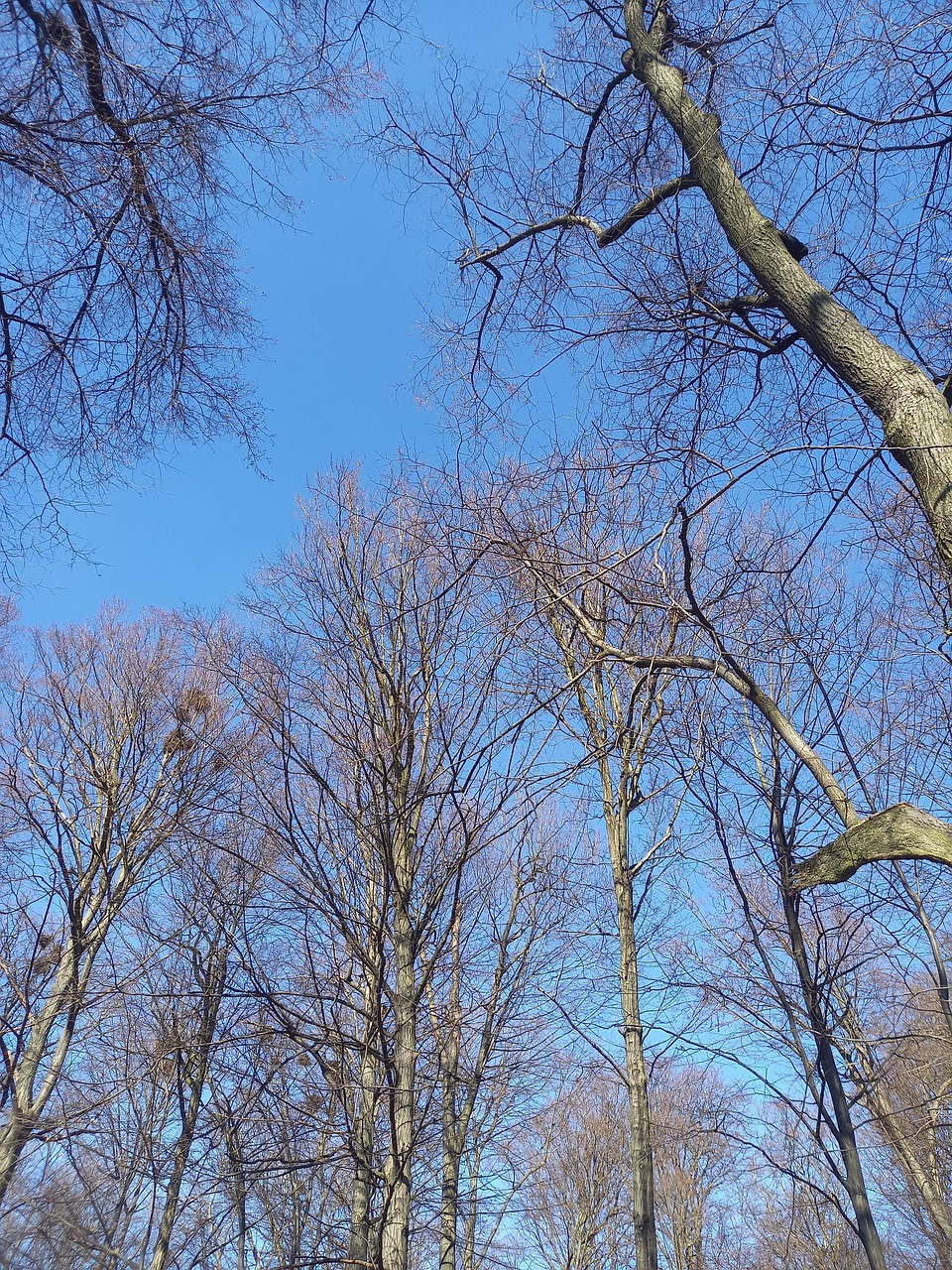Árboles Parque Bosque - Foto gratis en Pixabay