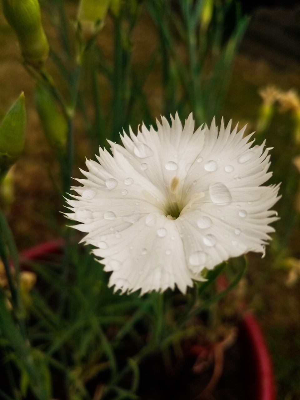 Bunga Kepala Tetes Hujan Alam Di - Foto gratis di Pixabay - Pixabay