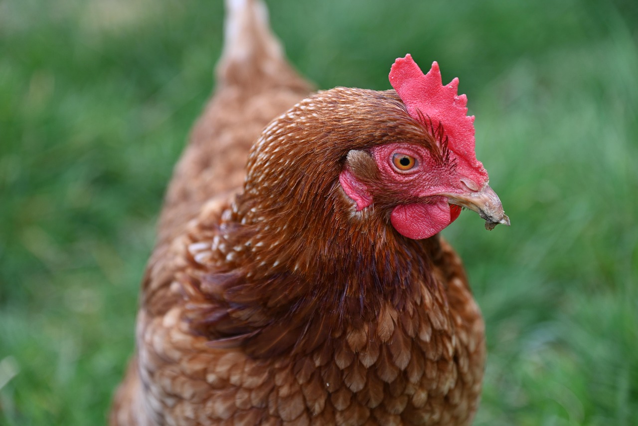 Ayam Merah Jantan