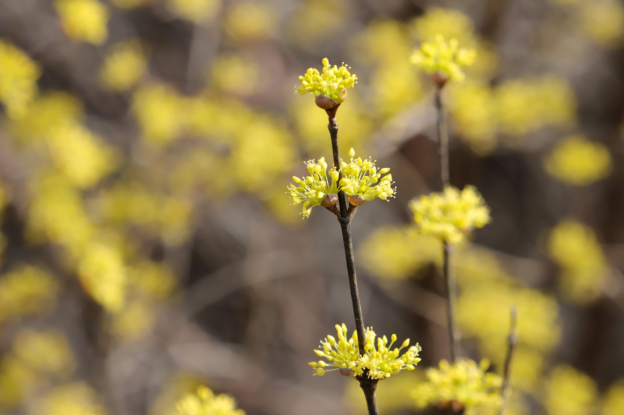 Flowers Spring Botany - Free photo on Pixabay