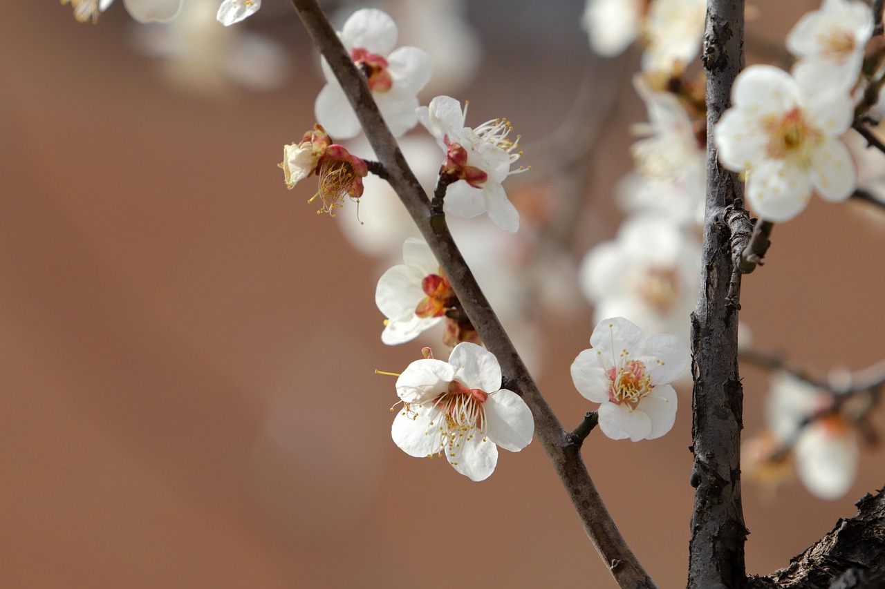Spring Flowers Flower Plum - Free photo on Pixabay