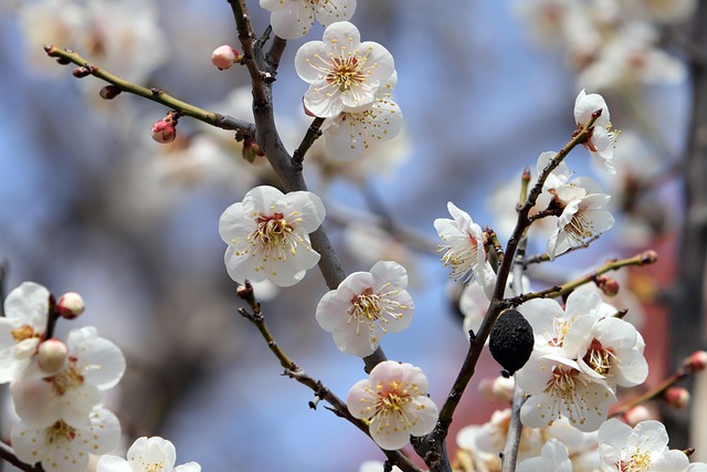 Plum Blossoms Flowers Spring - Free photo on Pixabay - Pixabay