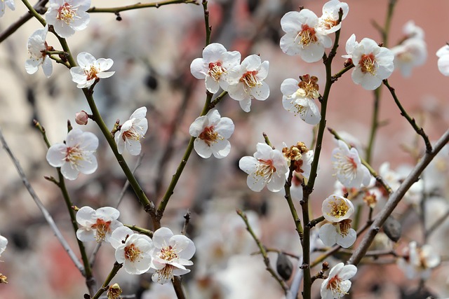 Plum Blossoms Flowers Spring - Free photo on Pixabay
