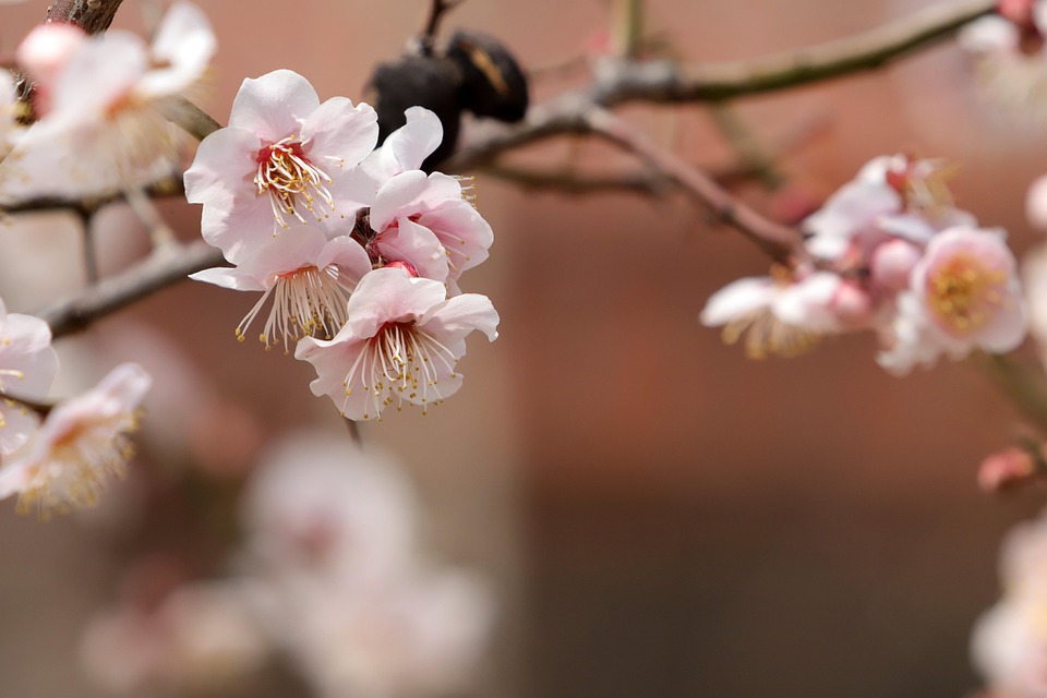 Plum Blossoms Flowers Spring - Free photo on Pixabay