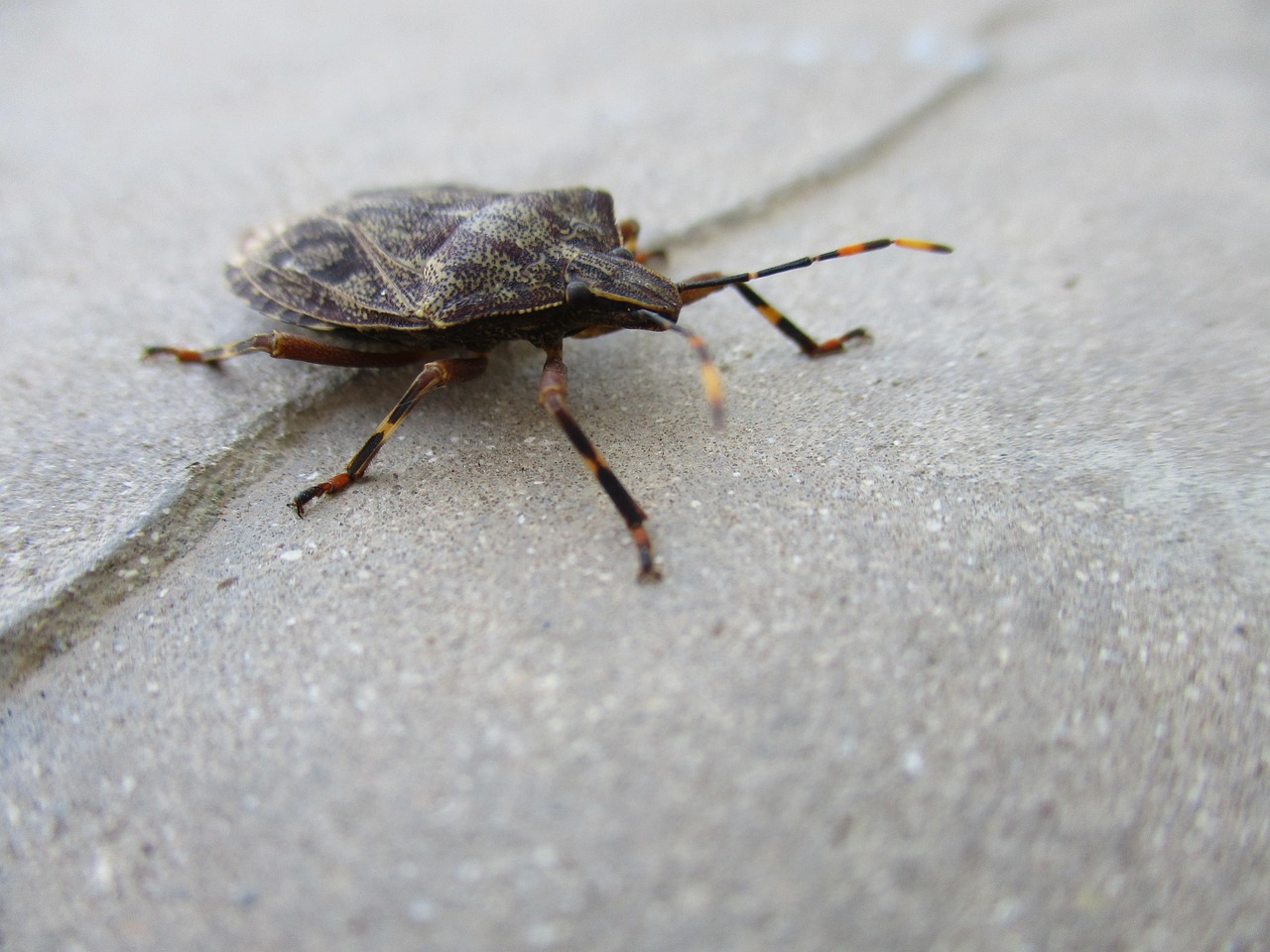 Beetle Insect Walking - Free photo on Pixabay - Pixabay