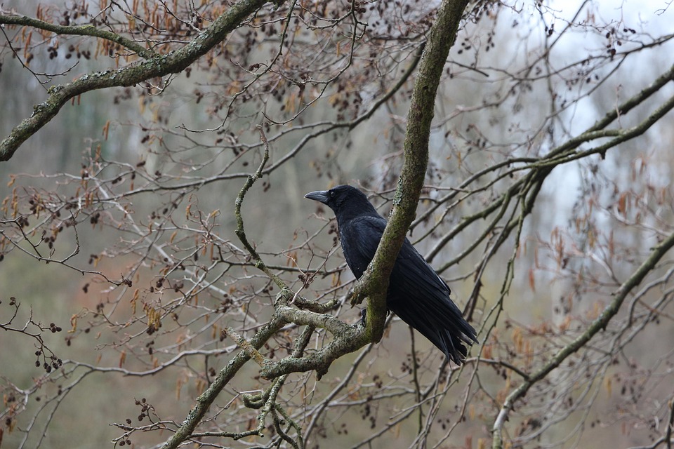 Raven Crow Bird - Free photo on Pixabay