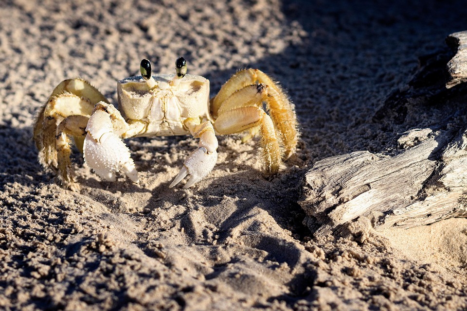 Crabe Animal Les Yeux - Photo gratuite sur Pixabay - Pixabay