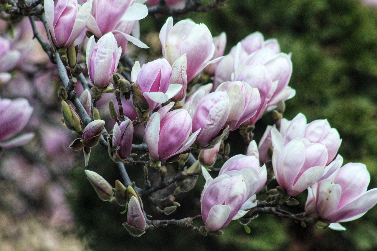 Magnolias Blooming Flowers - Free photo on Pixabay - Pixabay