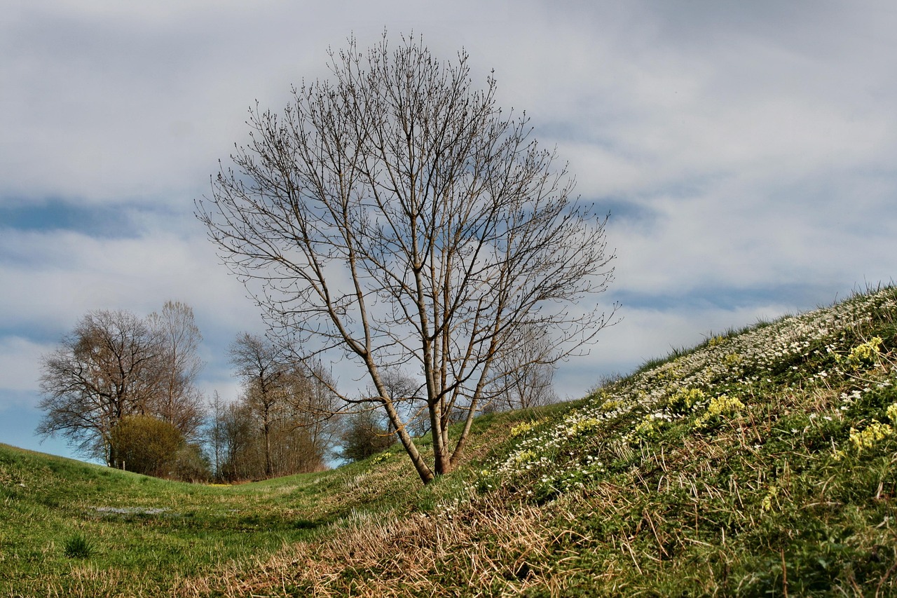 Prado De Primavera Flores - Foto gratis en Pixabay